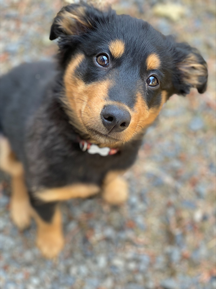 English Shepherd Breeders - Black and Tan English Shepherds