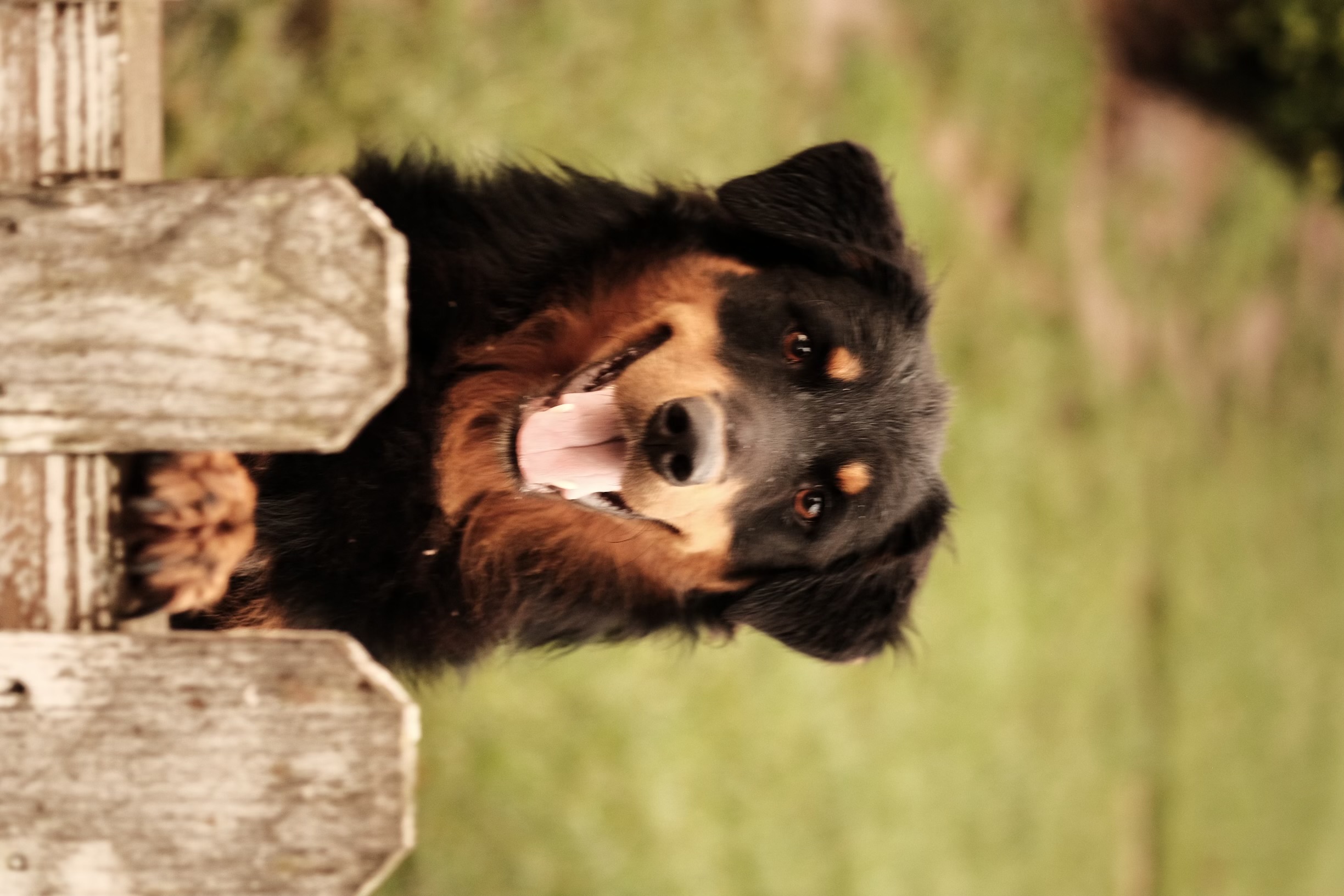 English Shepherd Breeders - Black and Tan English Shepherds